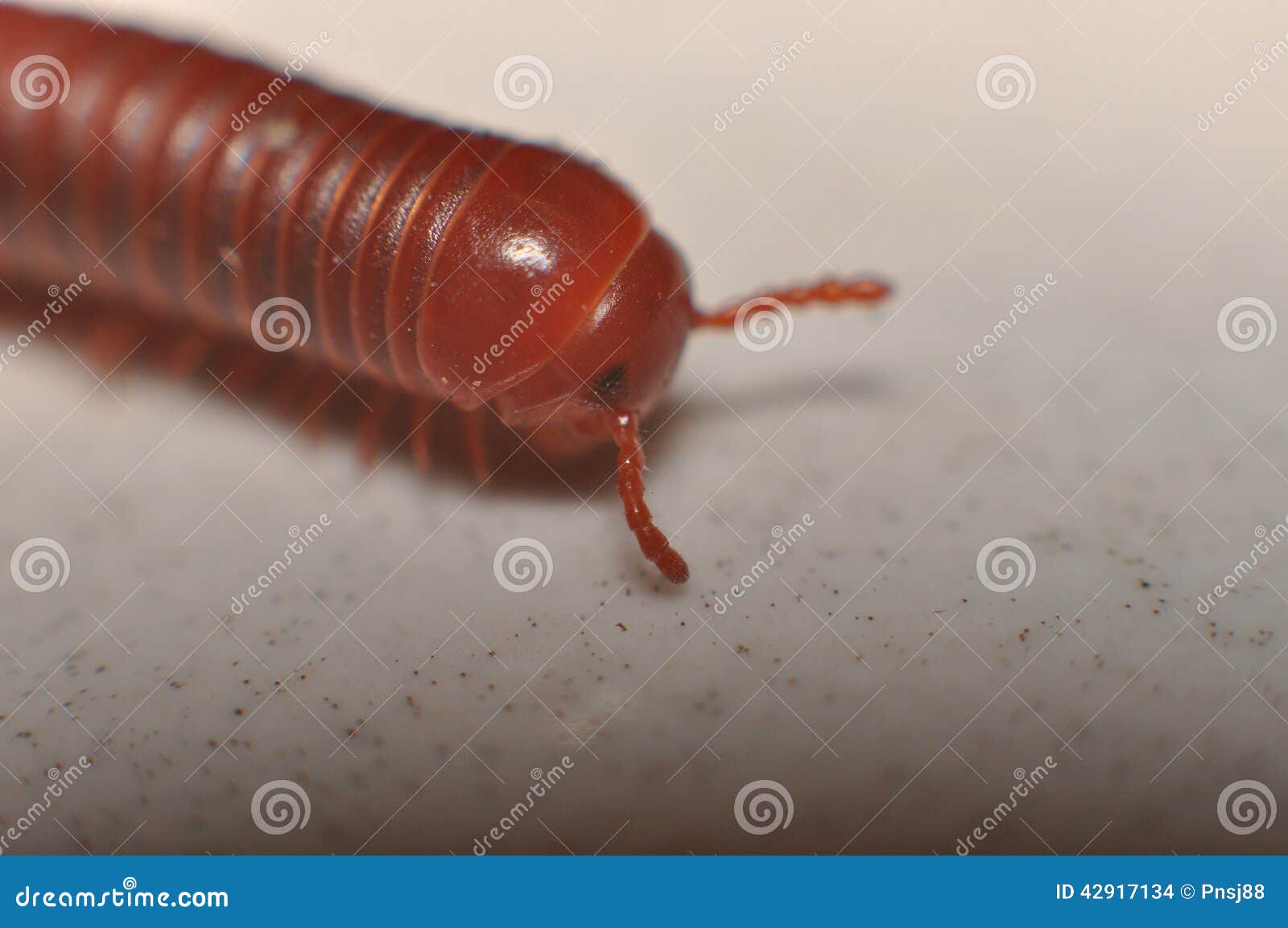 Young milipede stock photo. Image of antenna, leaf, legs - 42917134