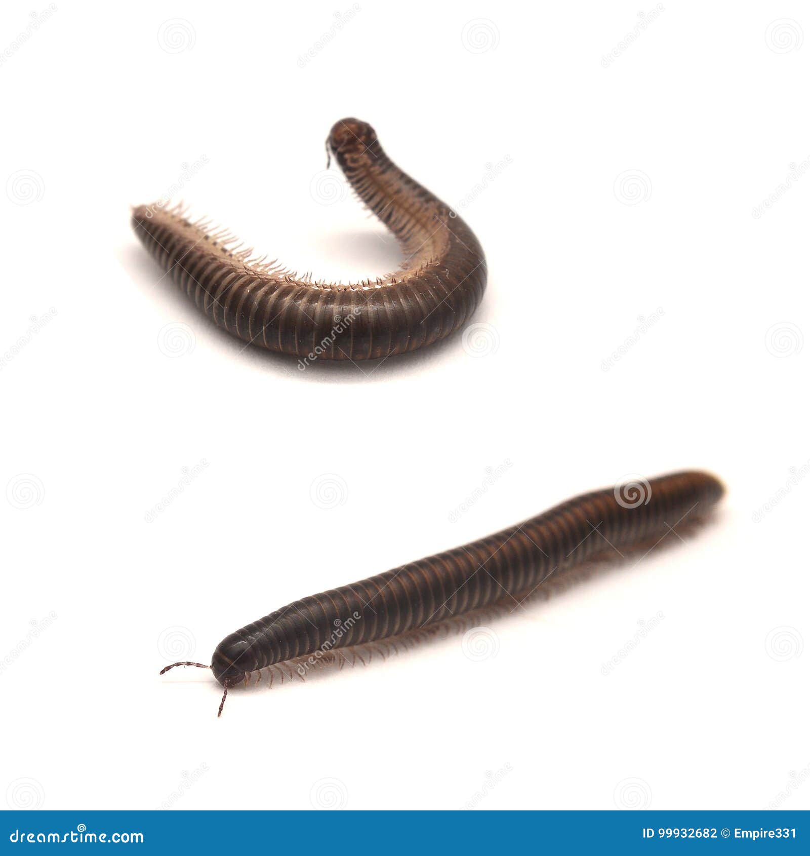 Milipede stock photo. Image of background, centipede - 99932682