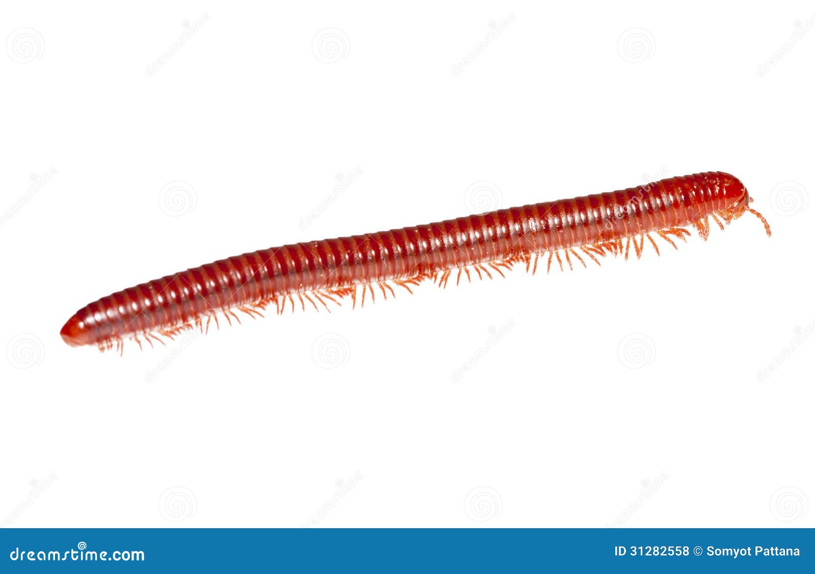 Beautiful Milipede Stock Photos - Free & Royalty-Free Stock Photos from ...