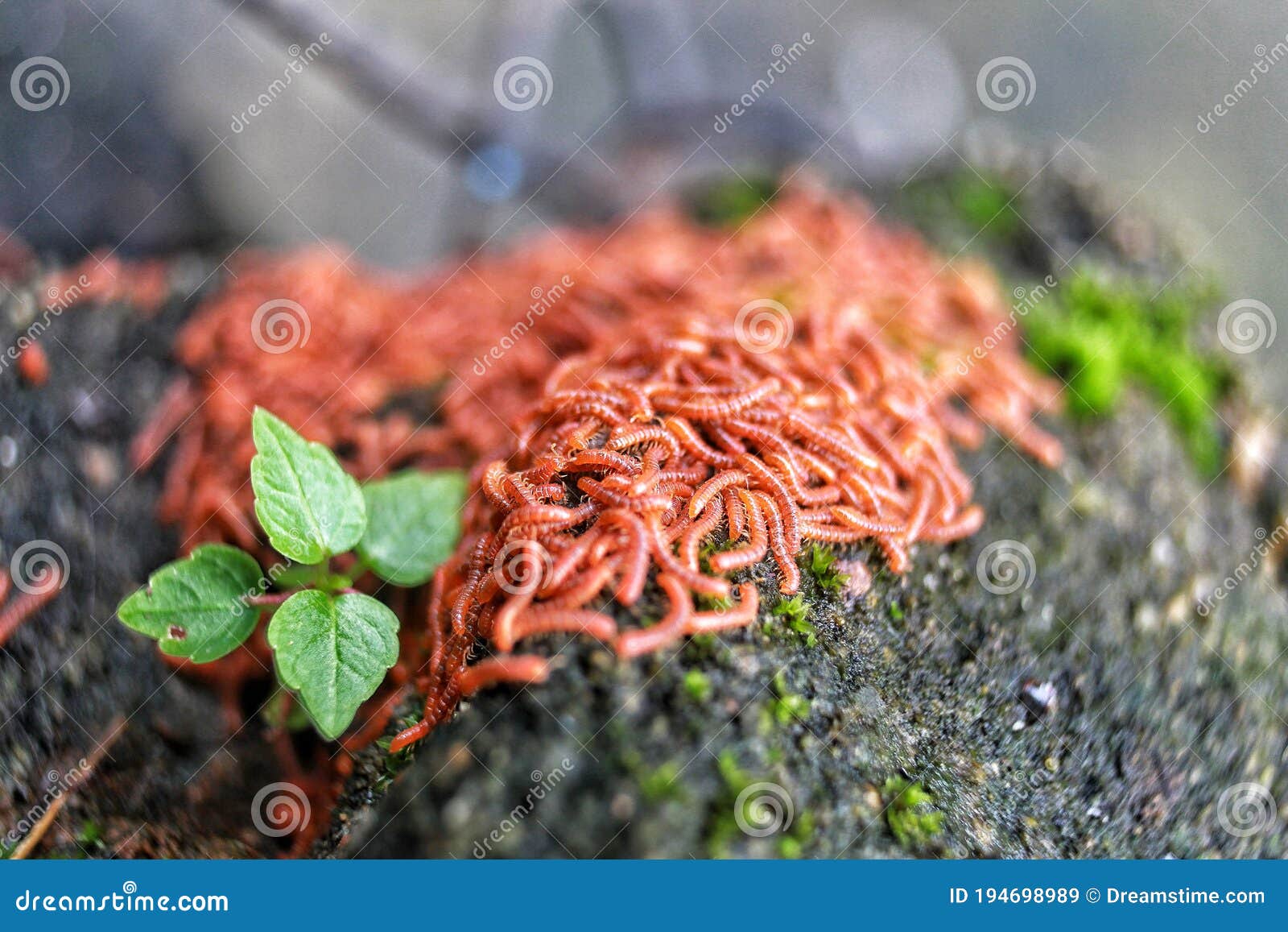 Milipedes stock image. Image of milkioedes, zoology - 194698989