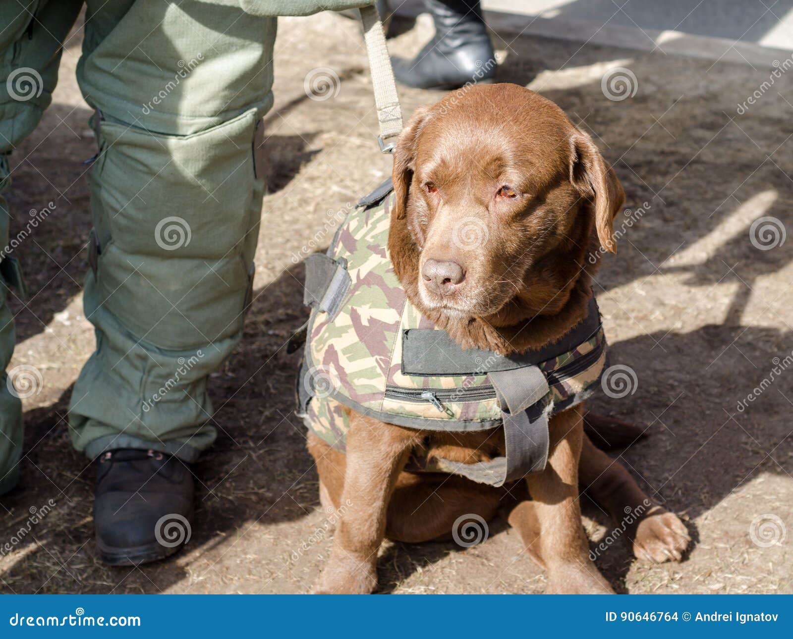 Military Dog for Demining of Bombs in a Uniform Stock Photo - Image of ...