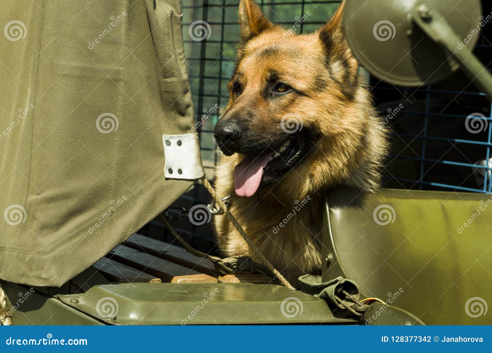Military Dog - German Shepherd Editorial Photography - Image of special ...