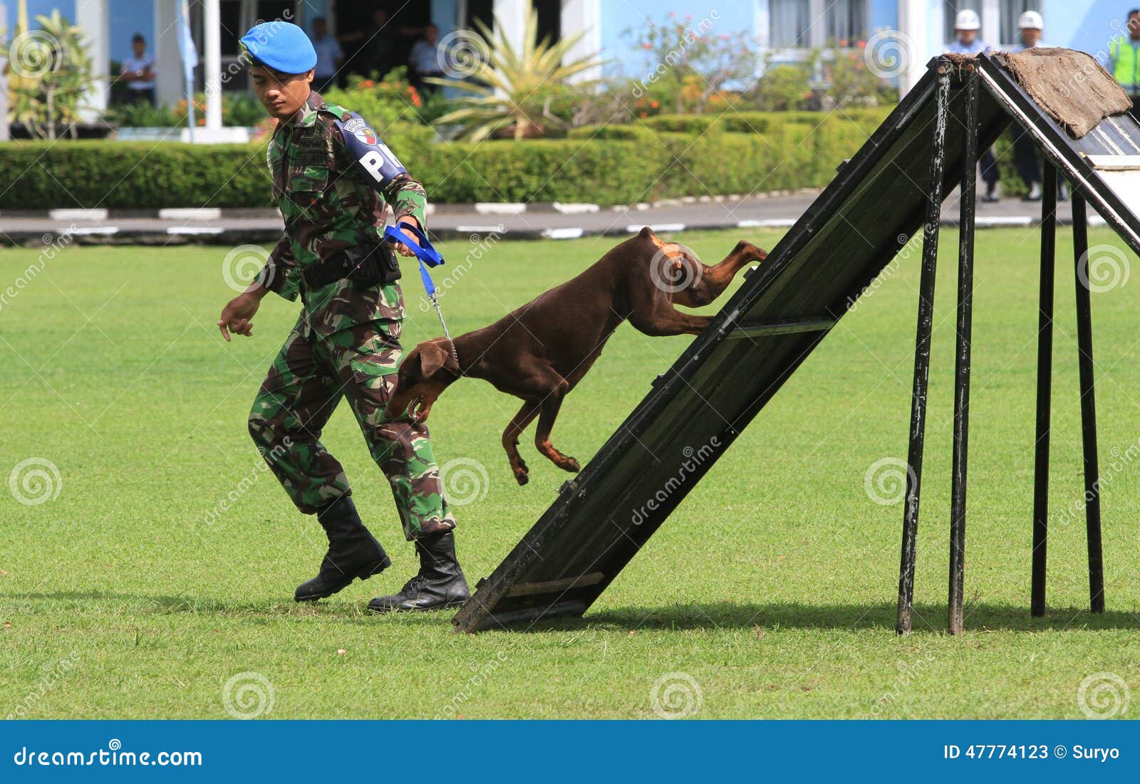 Military dog training editorial stock photo. Image of central - 47774123