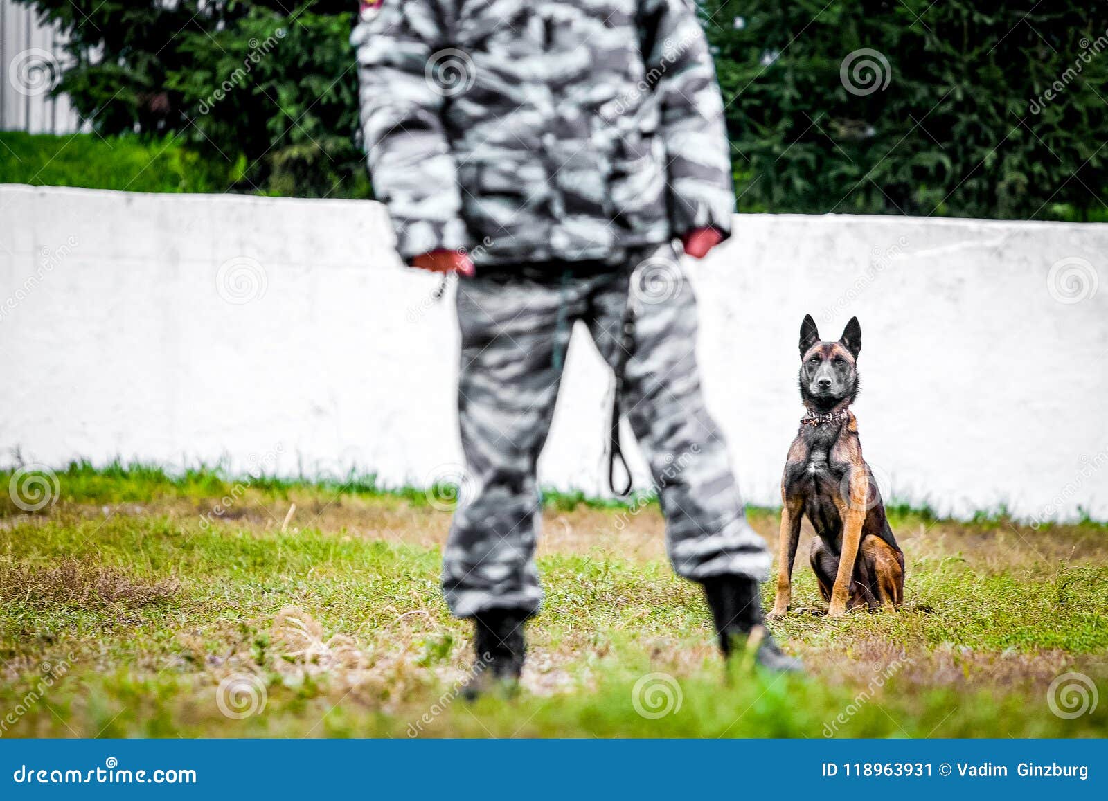 Military german shepherd editorial photo. Image of apprehend - 118963931