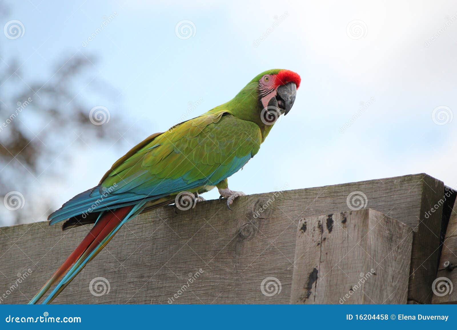 Military macaw stock photo. Image of great, amazon, exotic - 16204458