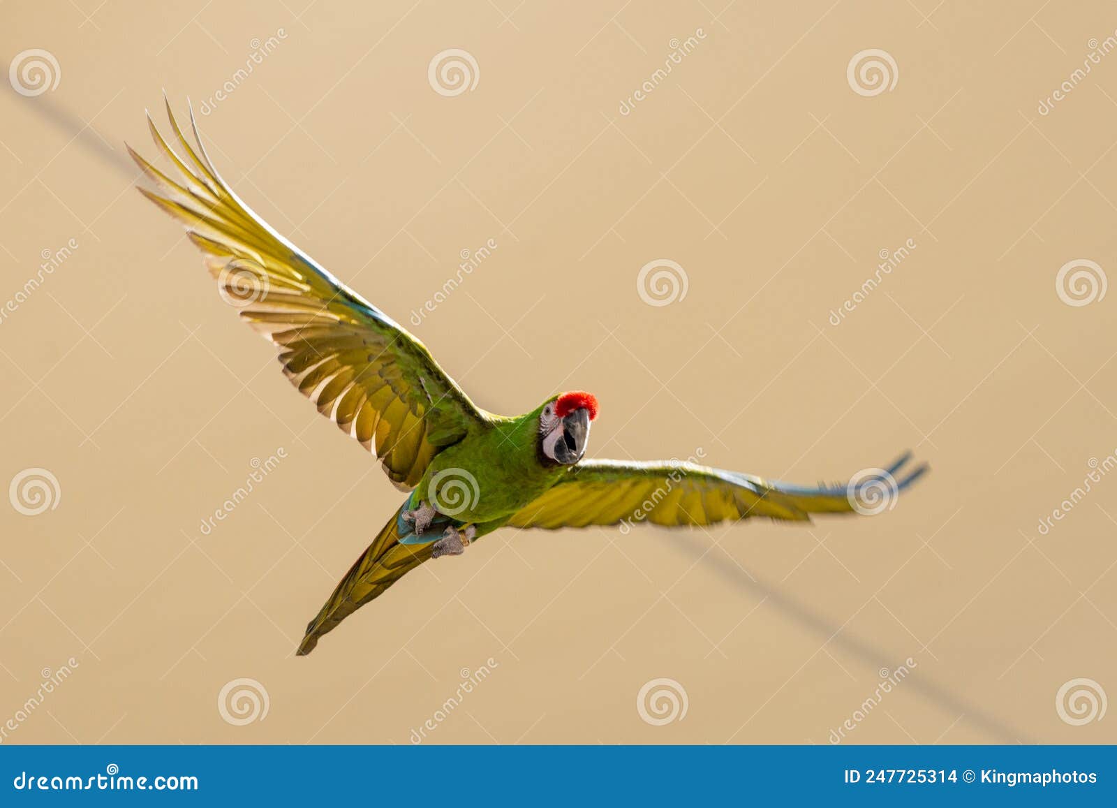 Military Macaw Ara Militaris in Flight Stock Photo - Image of large ...