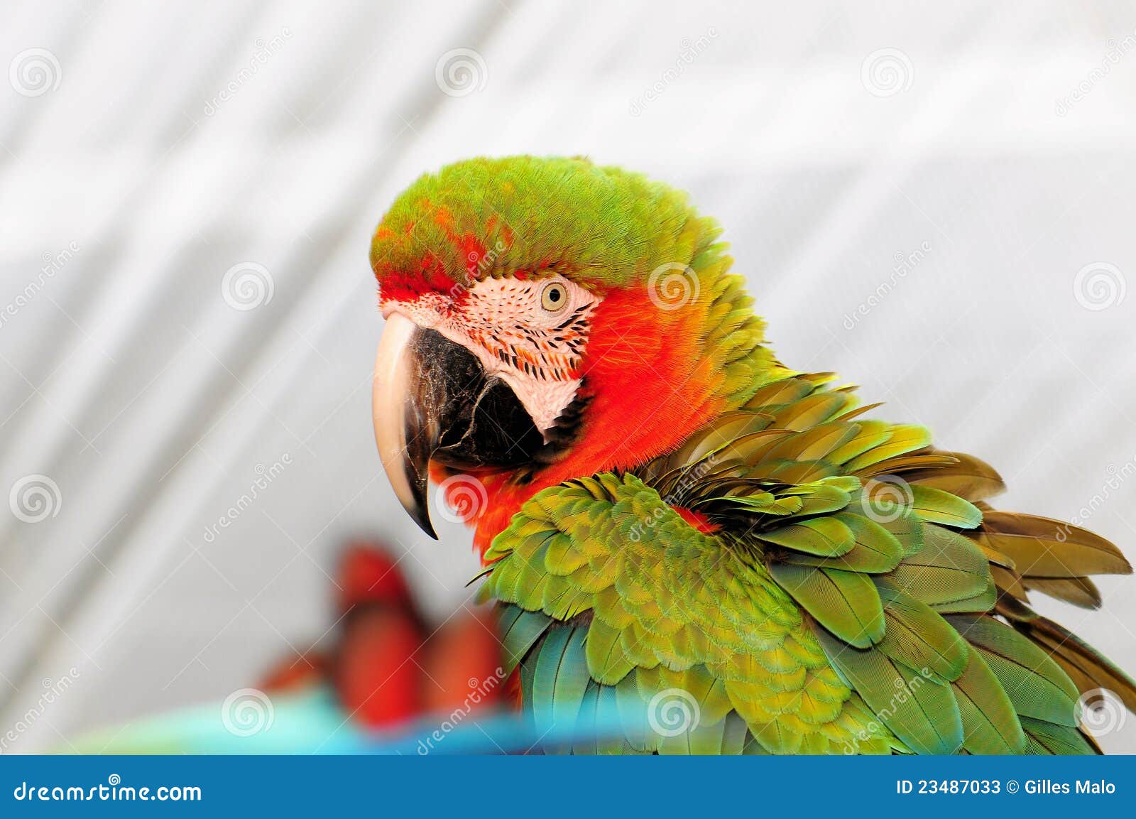 Military Macaw Bird stock image. Image of green, animals - 23487033