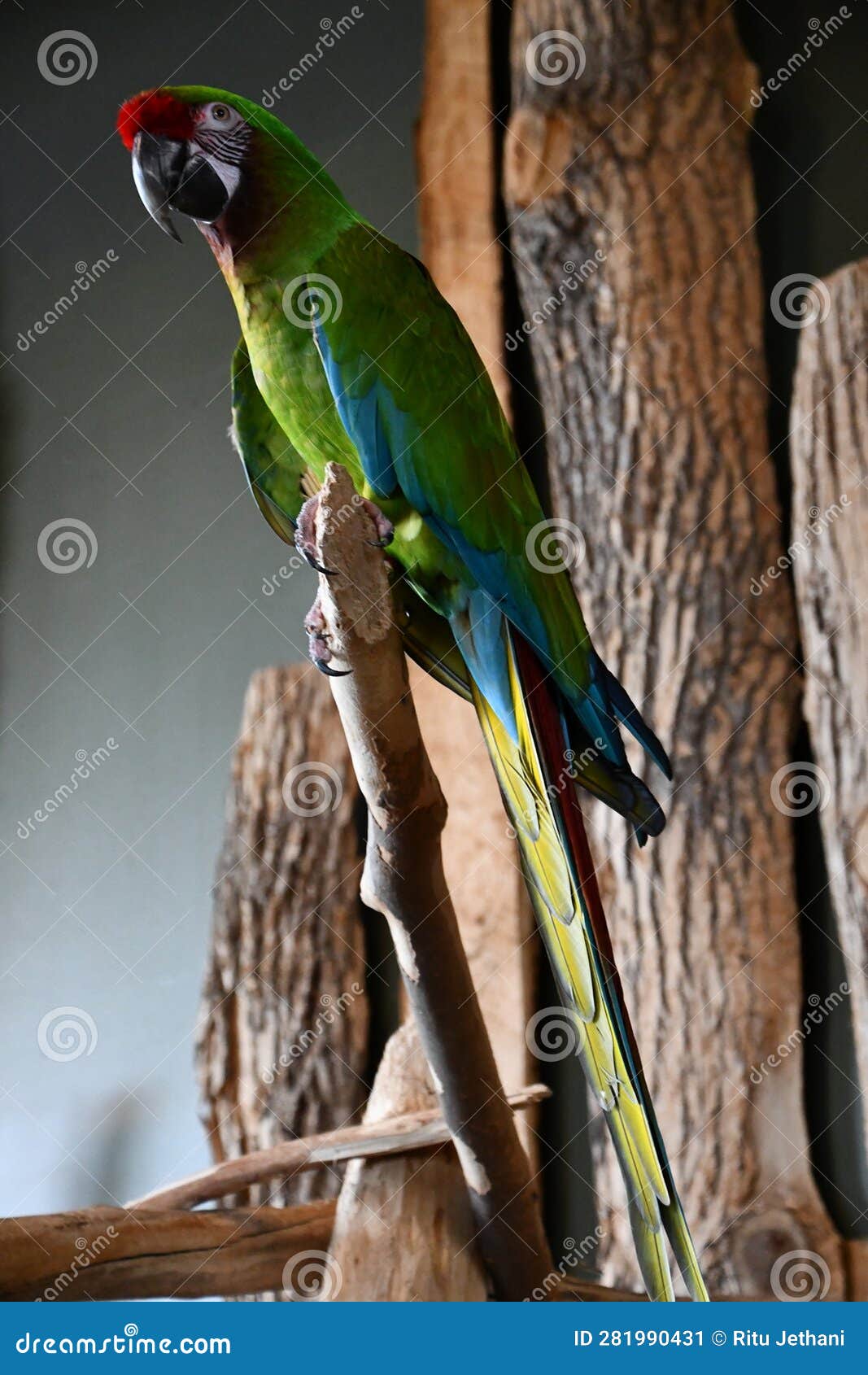 A Military Macaw Bird stock image. Image of branch, bird - 281990431