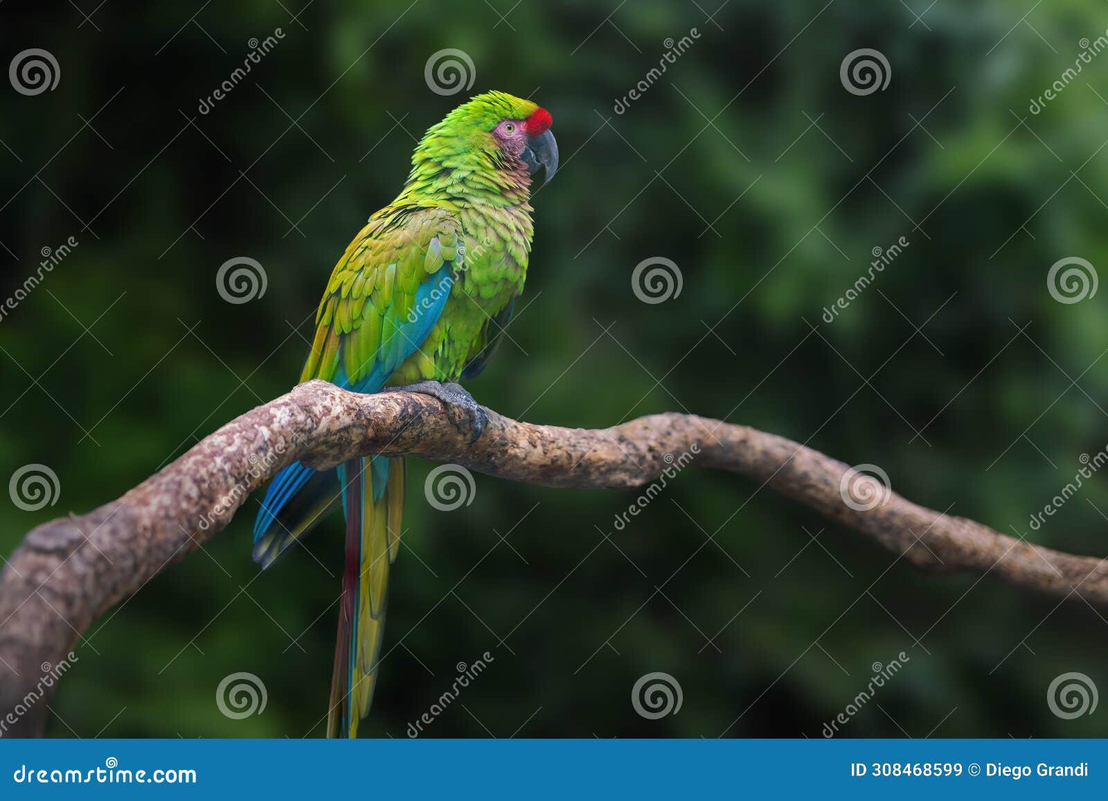 Military Macaw parrot stock image. Image of birdlife - 308468599