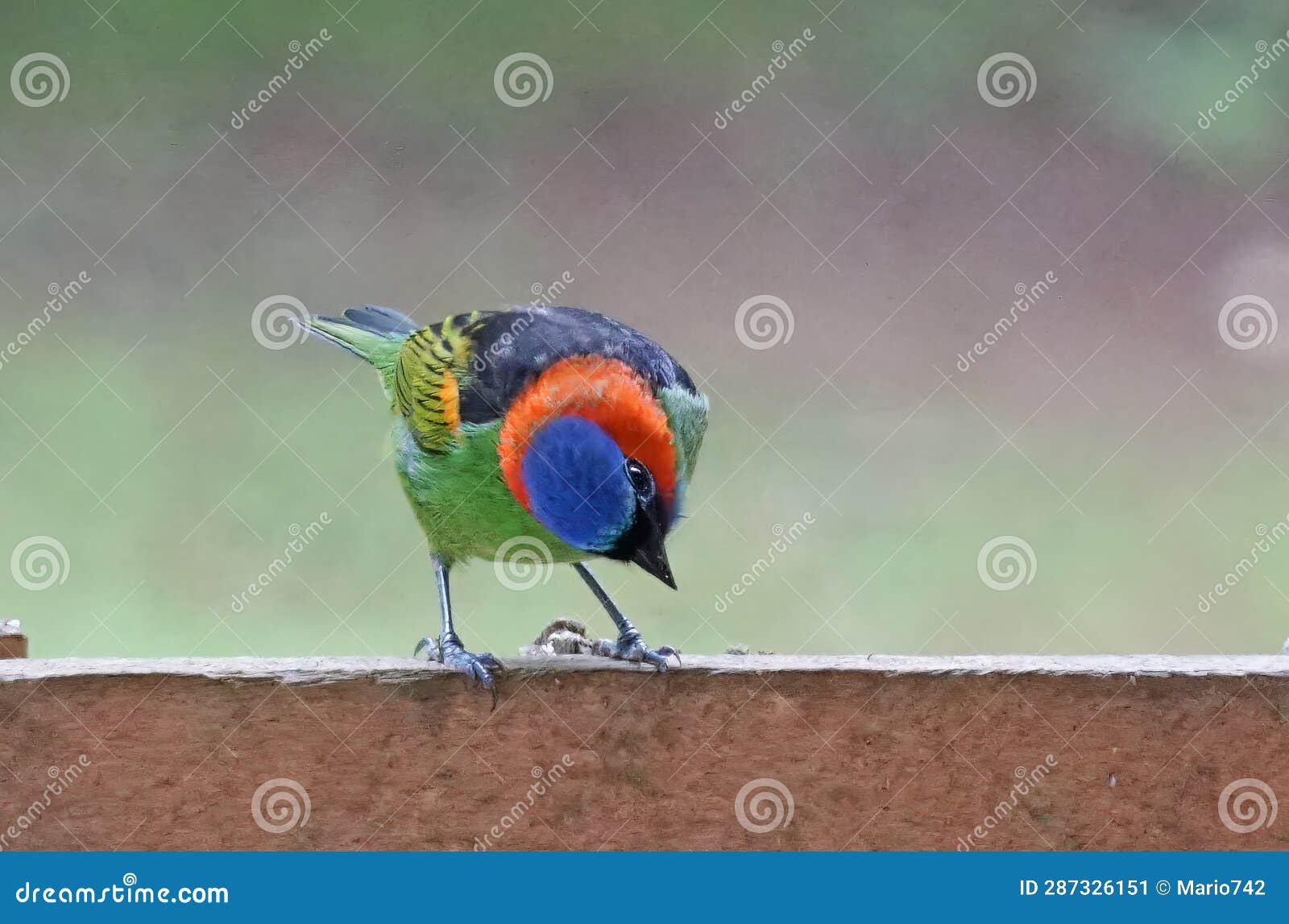 Military Tanager, Bird of the Atlantic Forest Stock Image - Image of ...