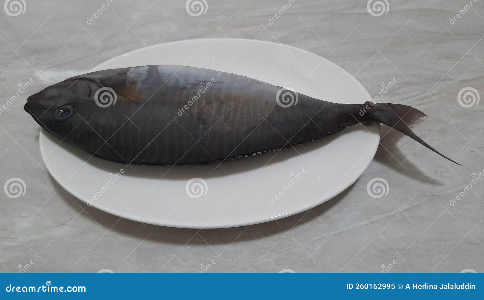 Milk baron fish stock image. Image of carving, food - 260162995