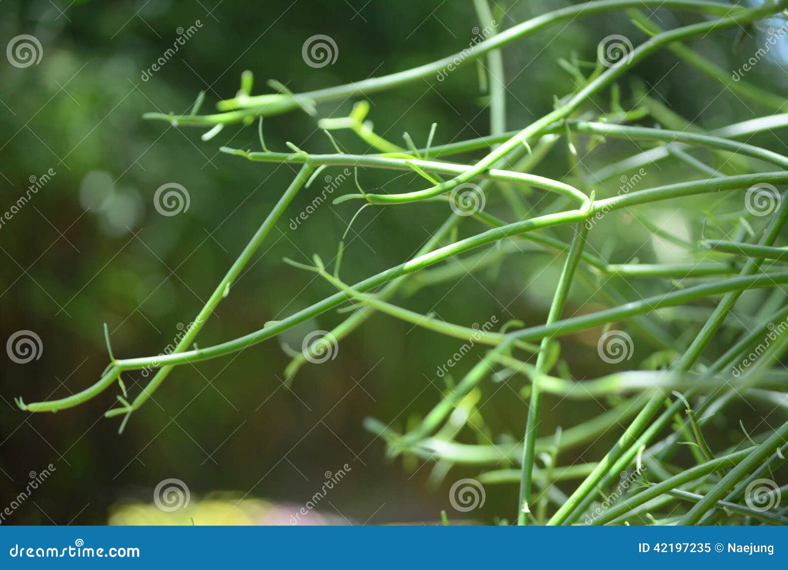 Red Pencil Tree Euphorbia Tirucalli Orange Leaves - Closeup Background ...