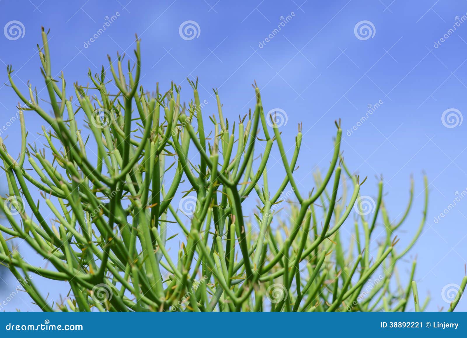 Milk bush (pencil Tree) stock image. Image of botany - 38892221