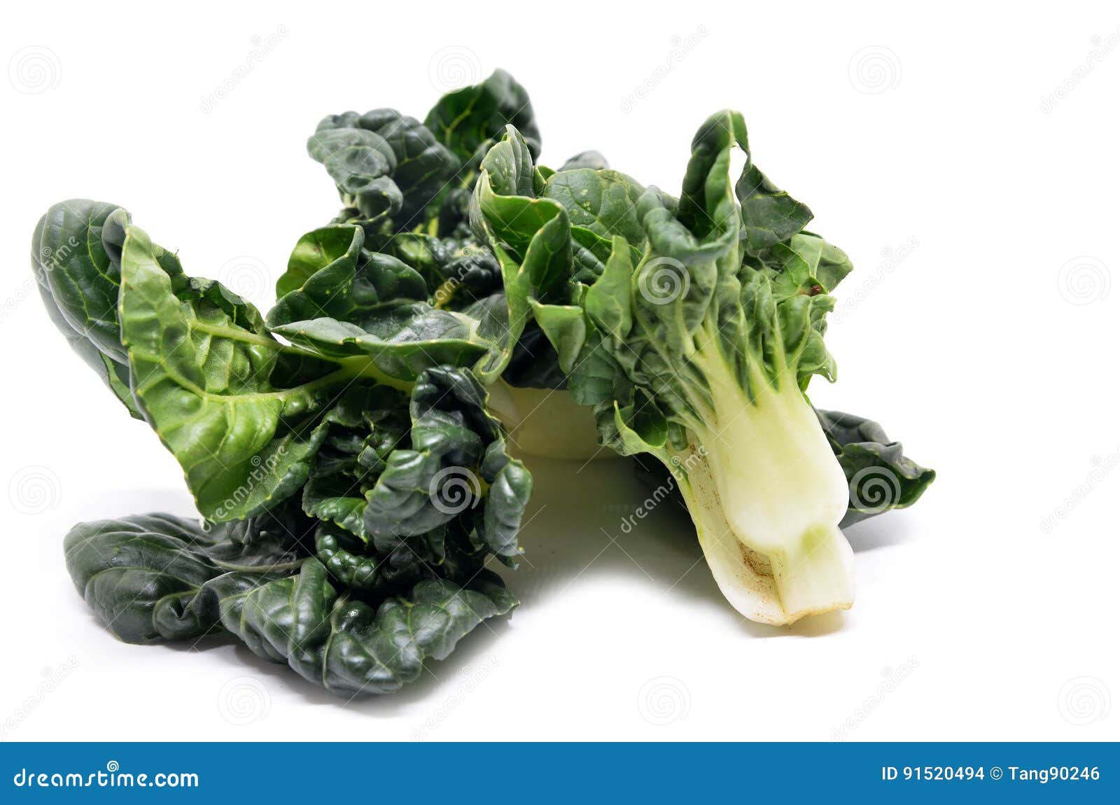 Milk cabbage bok choy stock photo. Image of choy, choi - 91520494