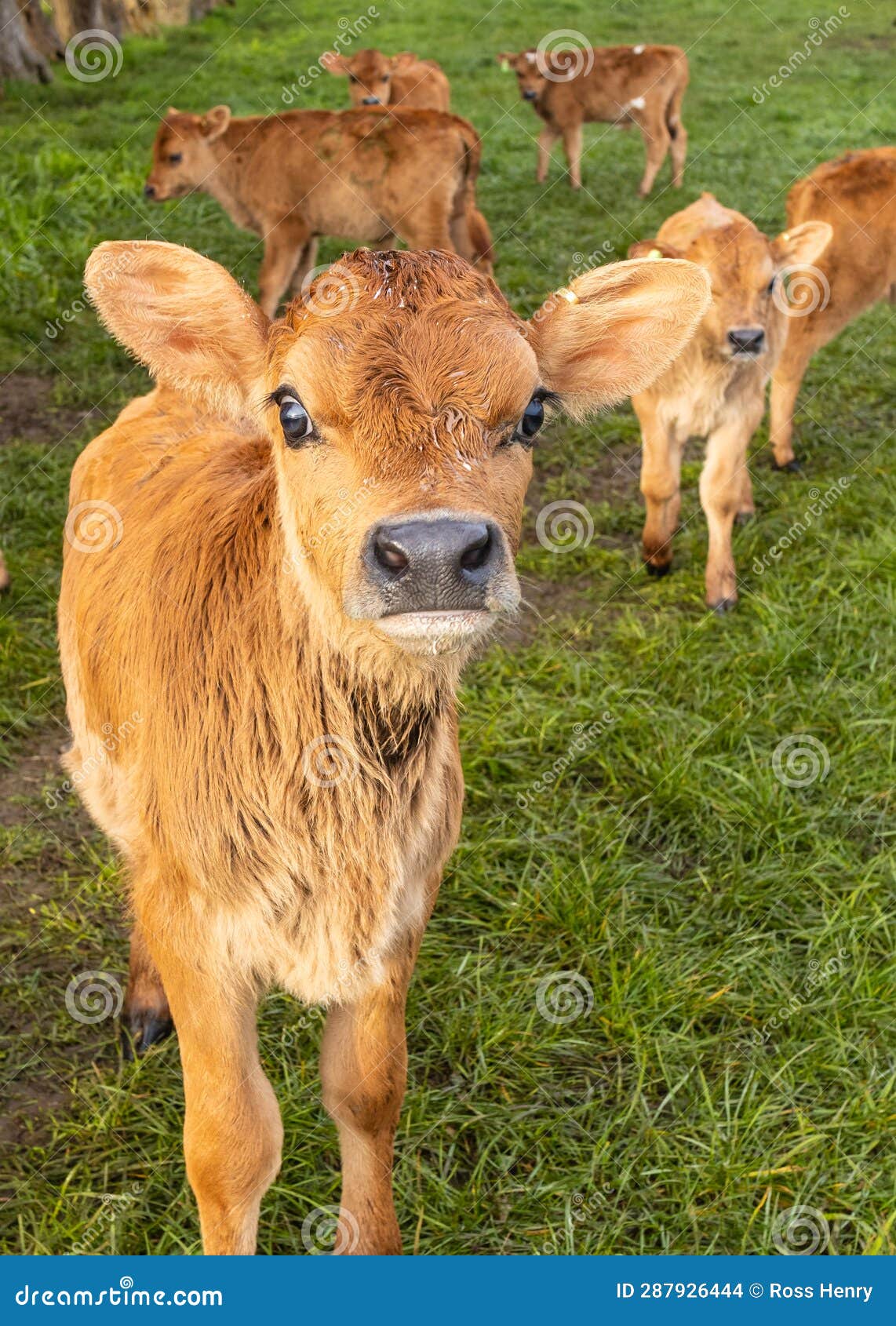 Milk on Calf Face stock photo. Image of animal, young - 287926444