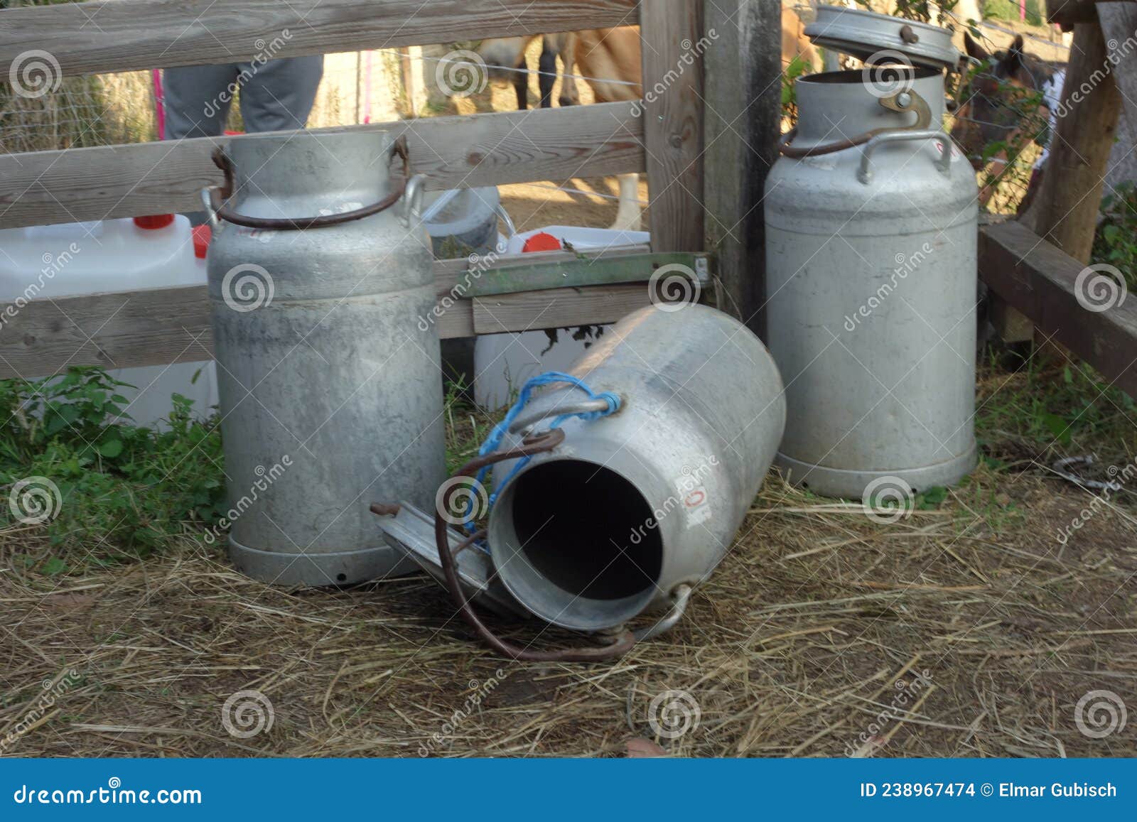 Milk cans on a dairy farm stock photo. Image of farm - 238967474