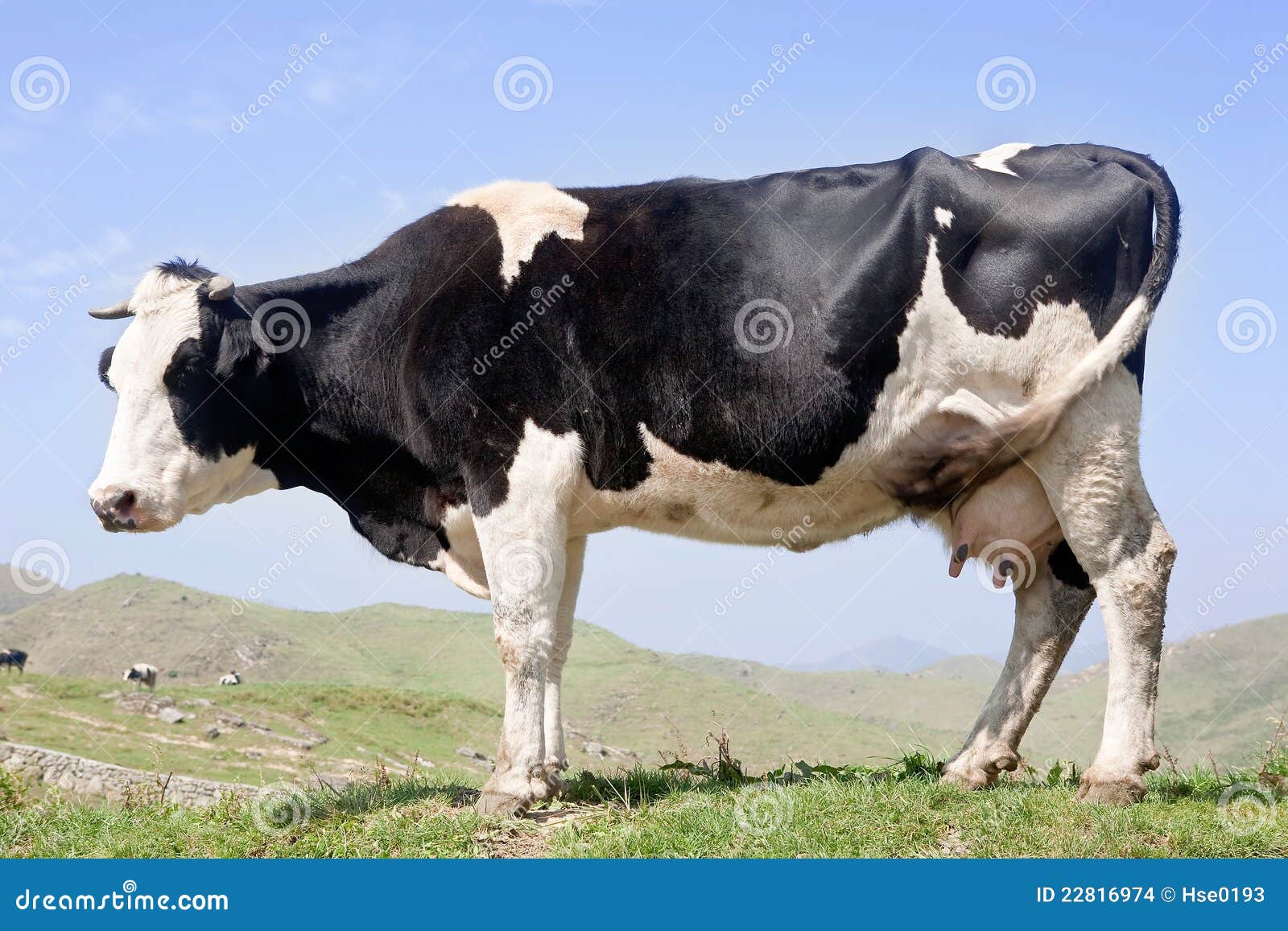 Milk cow stock photo. Image of healthy, grass, pasture - 22816974