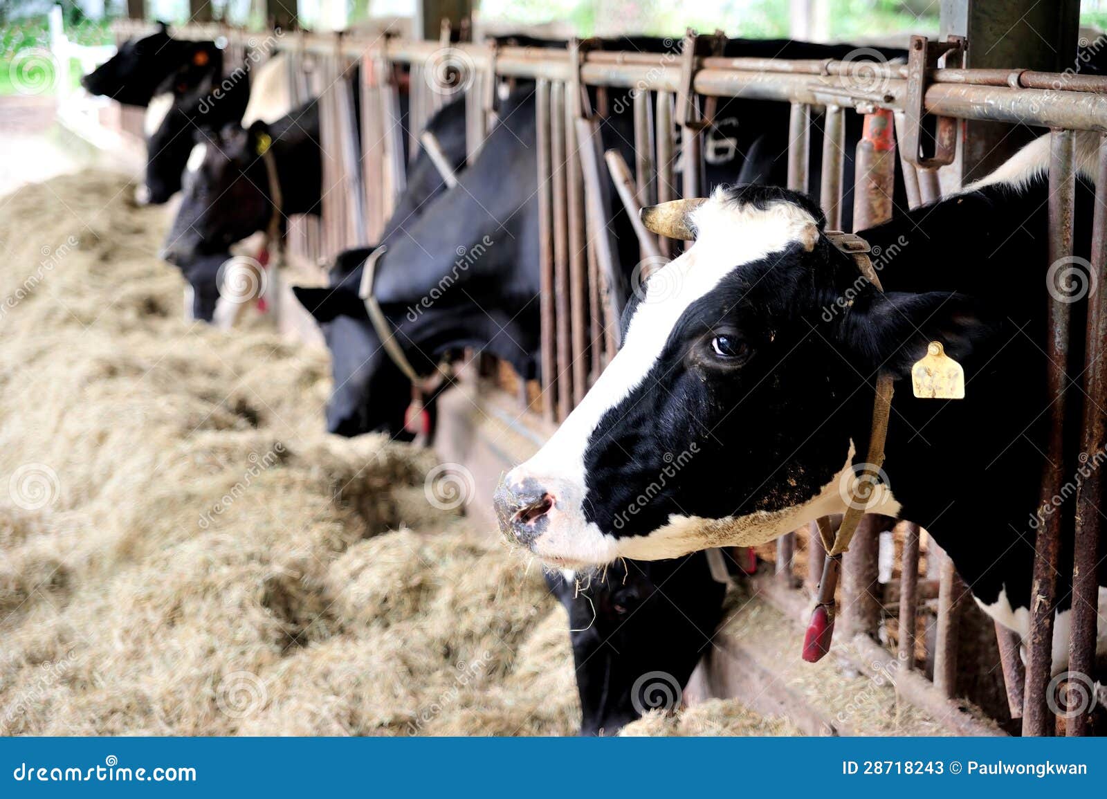 Milk cow stock image. Image of cattle, countryside, farm - 28718243