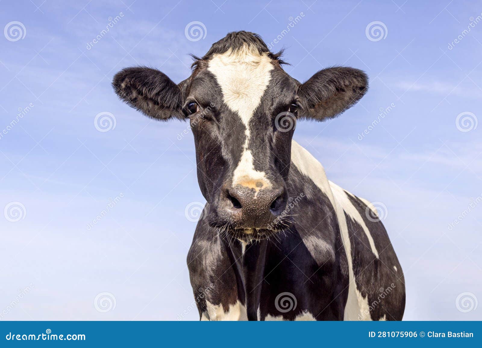 Milk Cow, Black and White Looking Friendly, Holstein Cattle, Front View ...