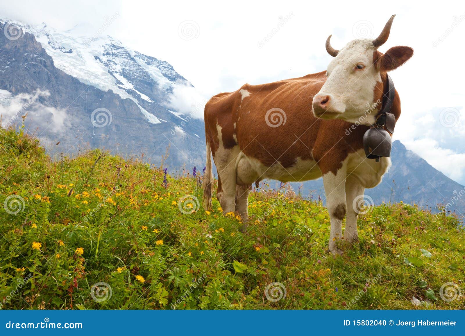 Milk Cow on Meadow in the Alps Stock Photo - Image of meadow, clouds ...
