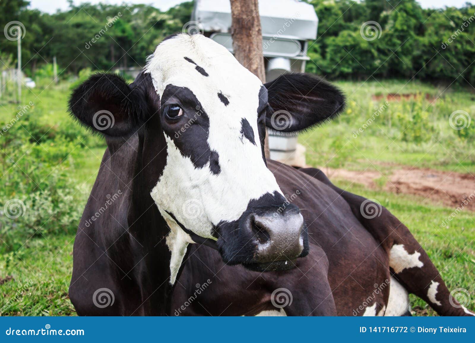 Milk Cow Resting on a Tree in the Pasture Stock Photo - Image of ...