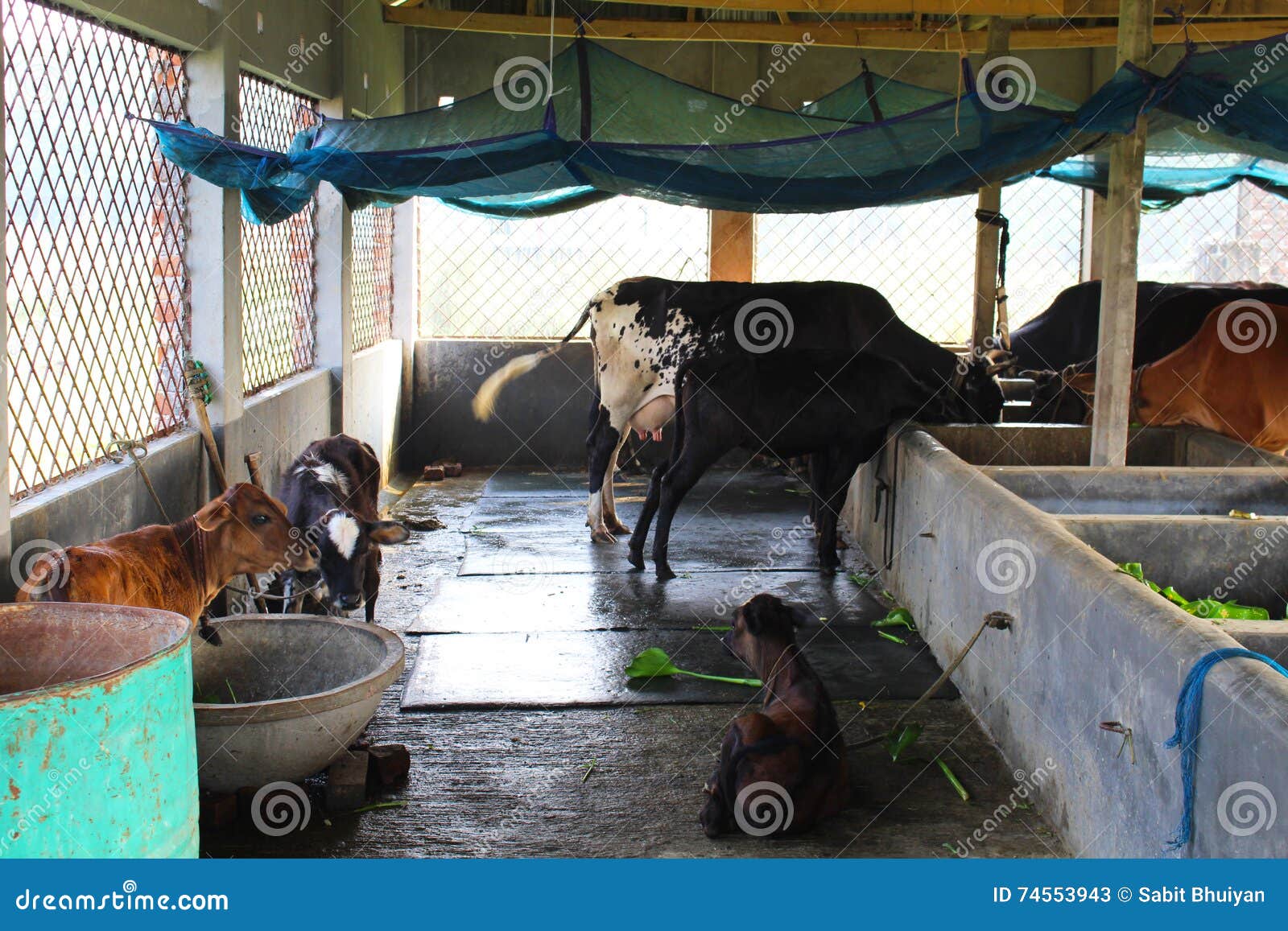 Milk cows eating. stock image. Image of healthy, food - 74553943