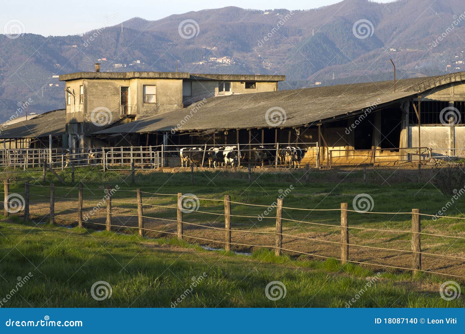 Milk farm stock photo. Image of dairy, barn, industry - 18087140