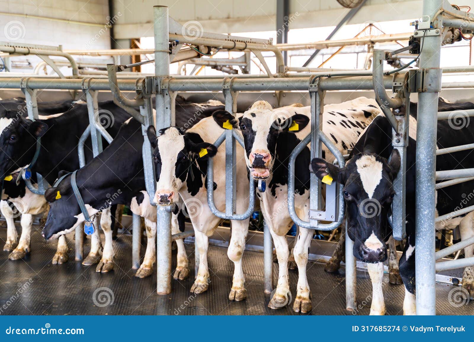 Milk Farming Building. Rural Cows in Hangar Stock Photo - Image of ...