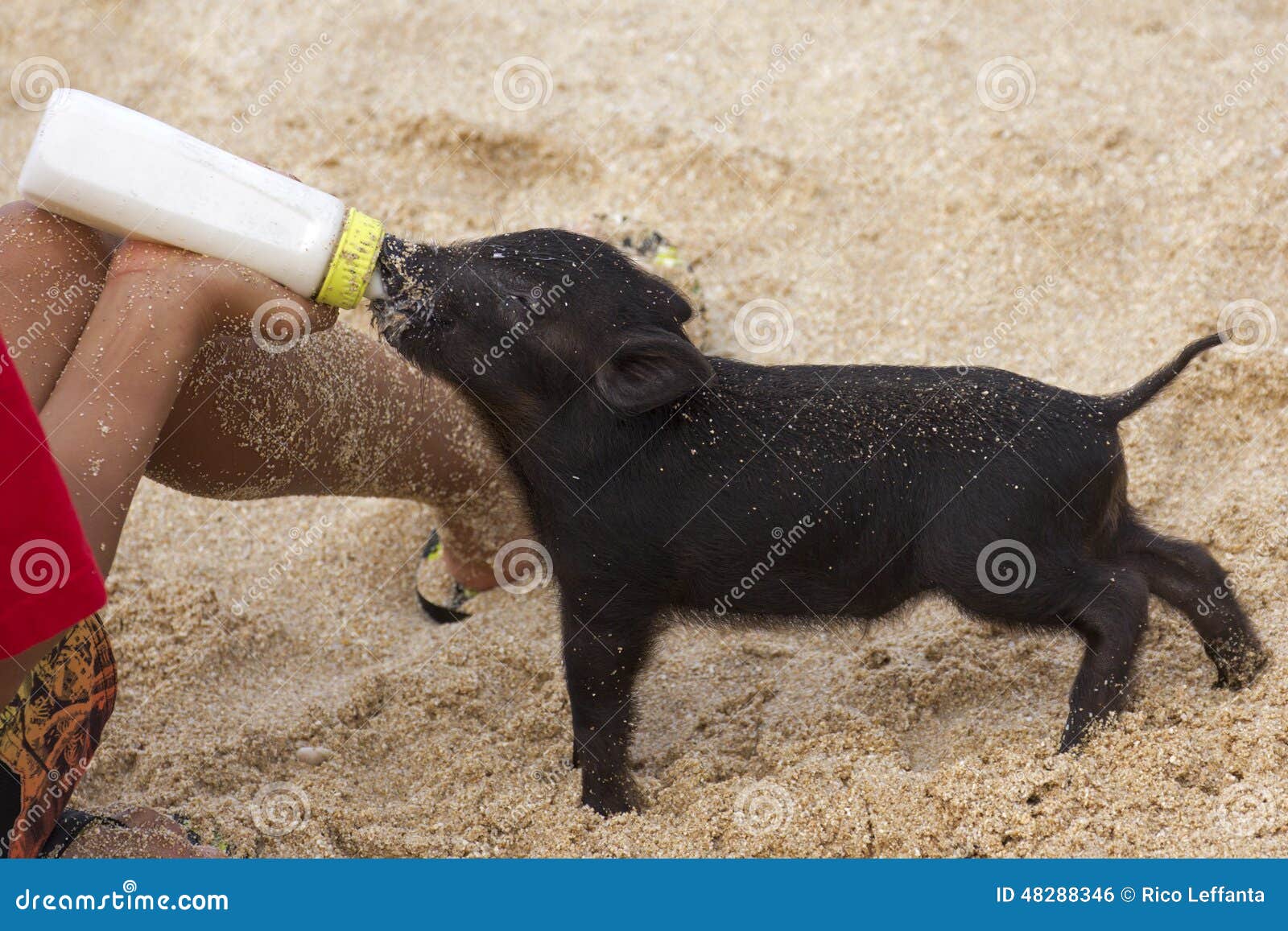 Milk-fed piglet stock photo. Image of rico, baby, feral - 48288346