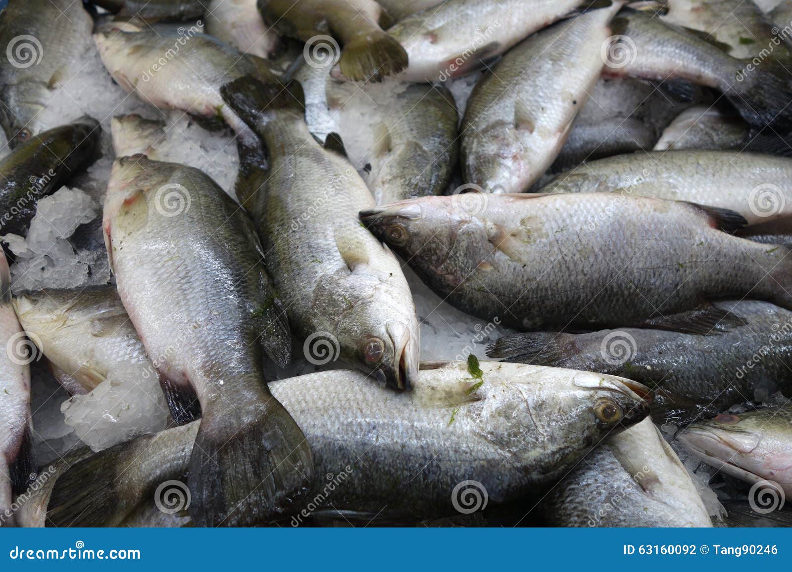 Milk fish in the market stock photo. Image of seafood - 63160092