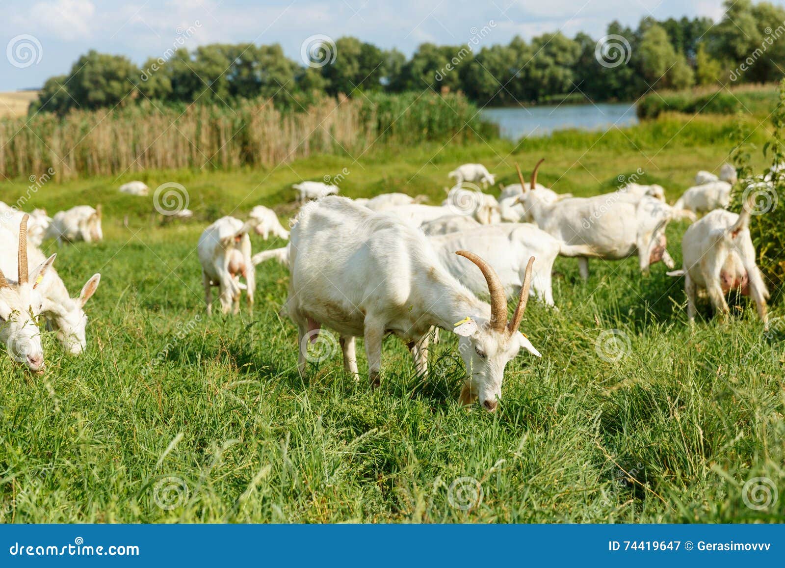 Milk goats on a pasture stock image. Image of animal - 74419647