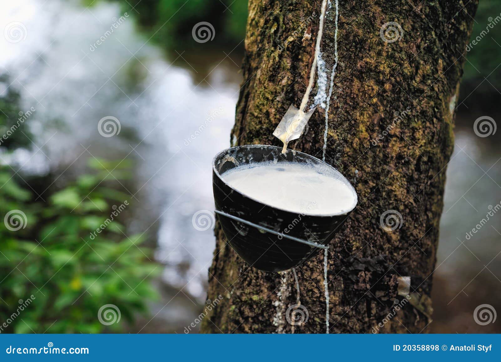 Rubber Tree Latex Plant. Natural Latex Production In Thailand Royalty ...