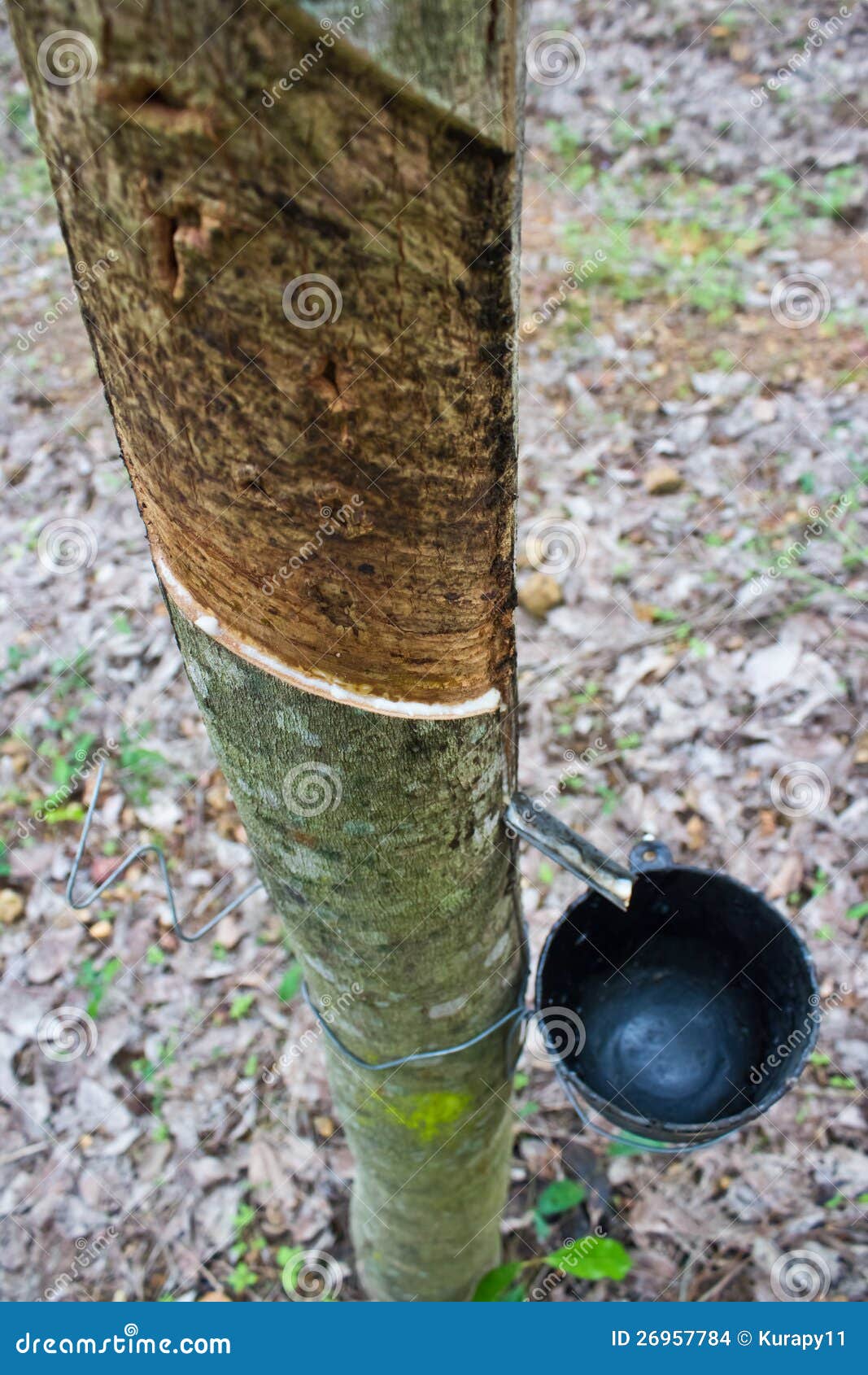 Milk of rubber tree stock photo. Image of flora, nature - 26957784