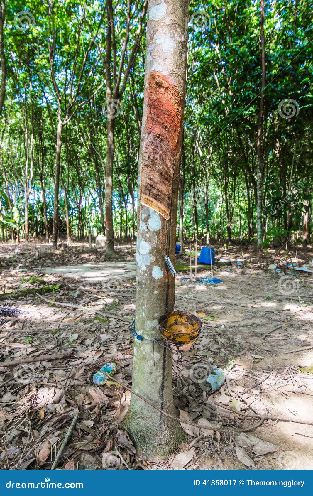 Milk of Rubber Tree into a Bowl. Stock Image - Image of bark, farm ...