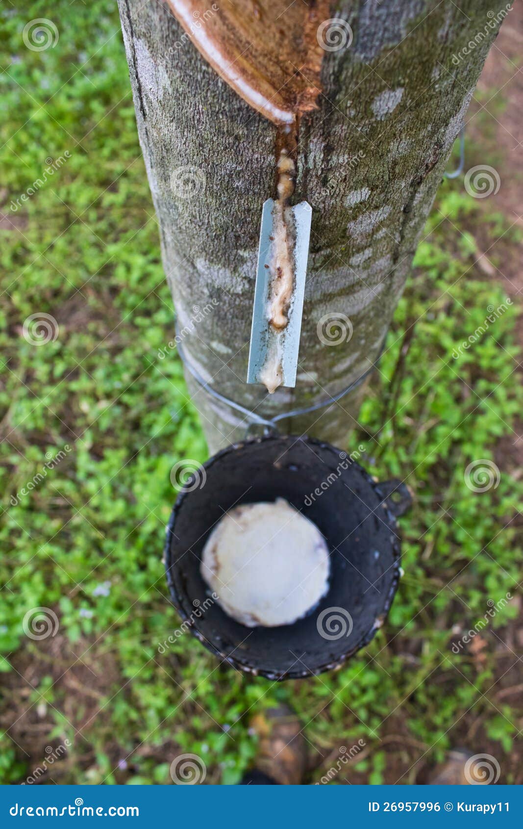 Milk of Rubber Tree Flows into a Bowl Stock Photo - Image of liquid ...