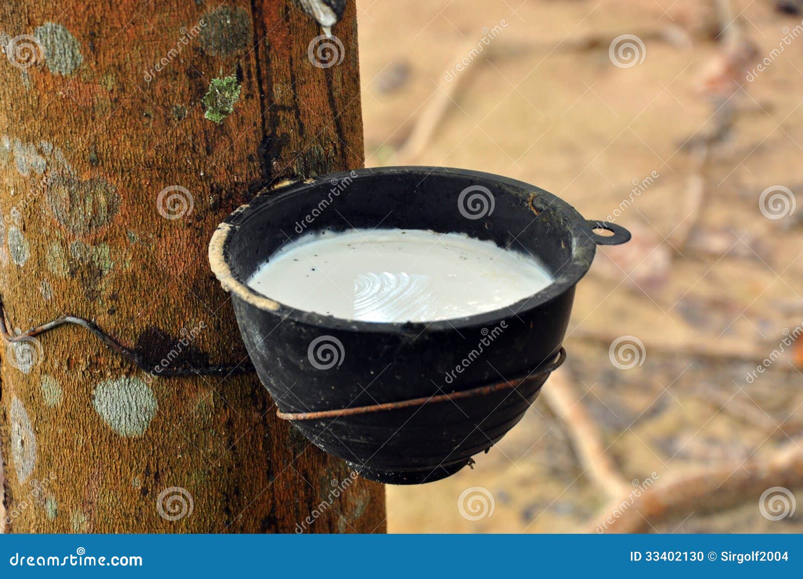 Milk of rubber tree stock photo. Image of bark, jungle - 33402130
