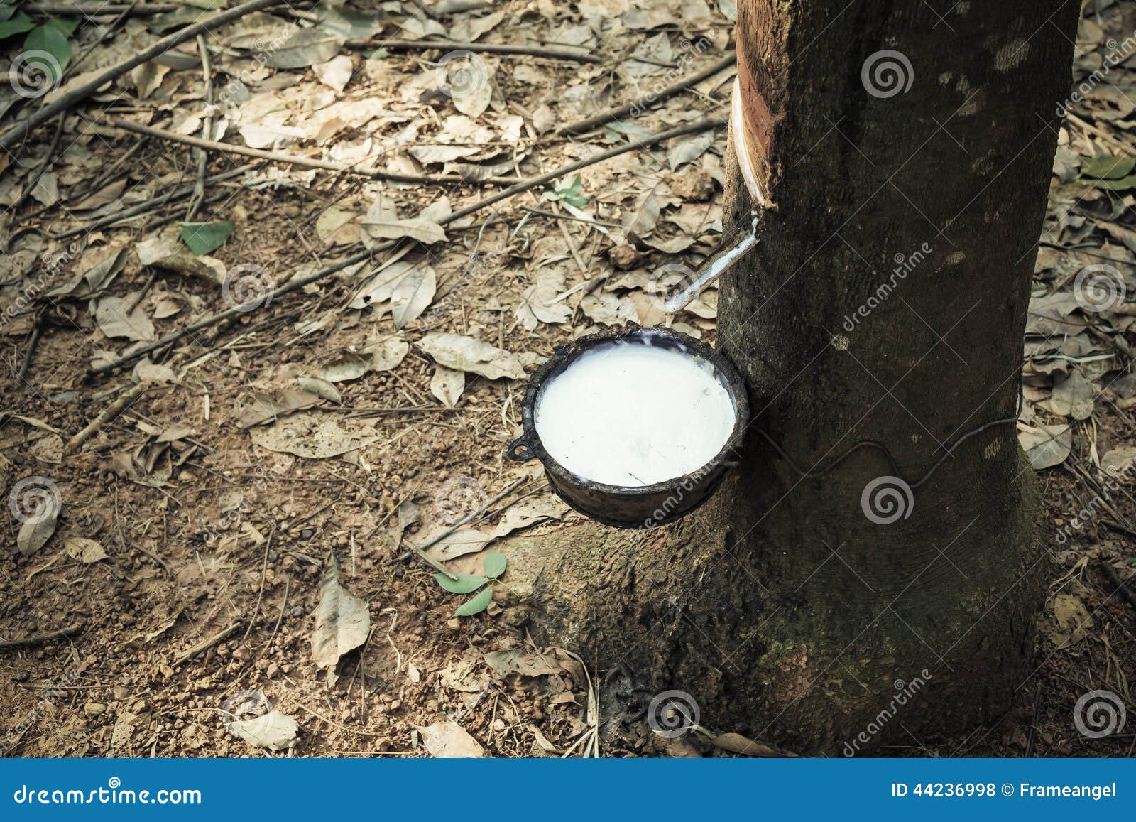 Milk of Rubber Tree Flows into a Bowl Stock Photo - Image of flows ...