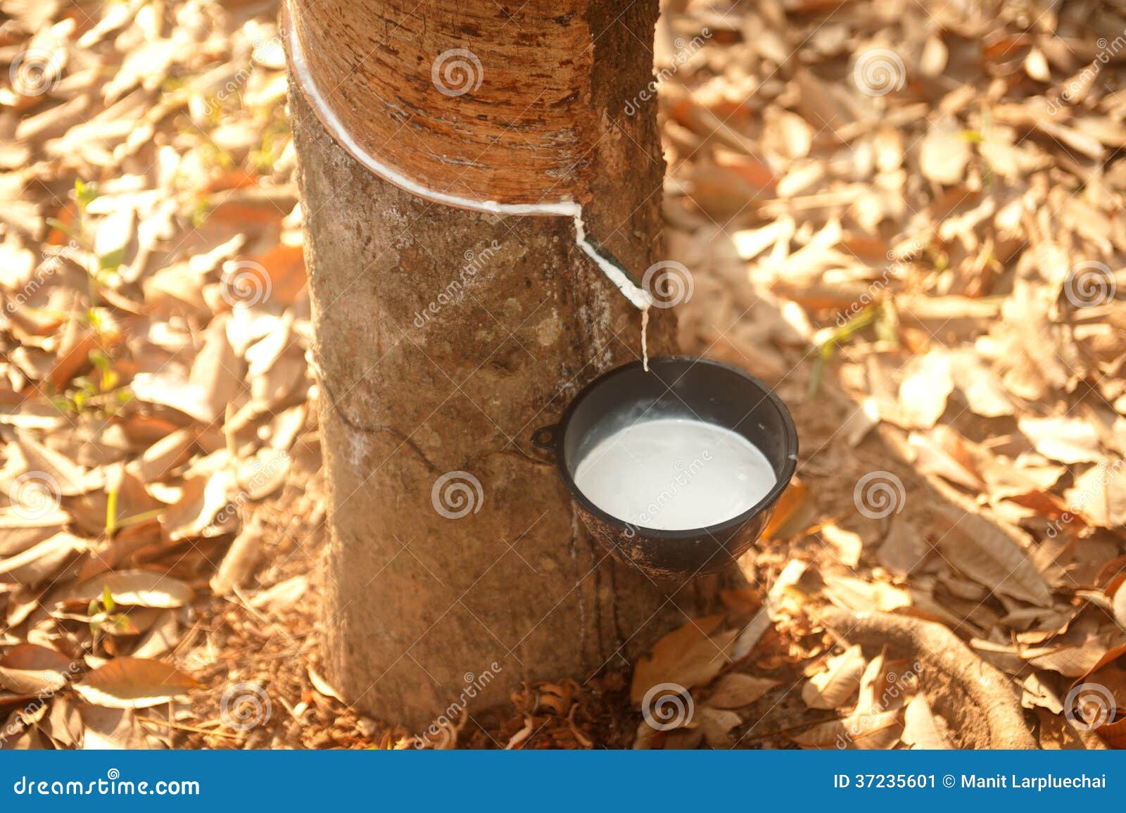 Milk of rubber tree. stock image. Image of material, resources - 37235601