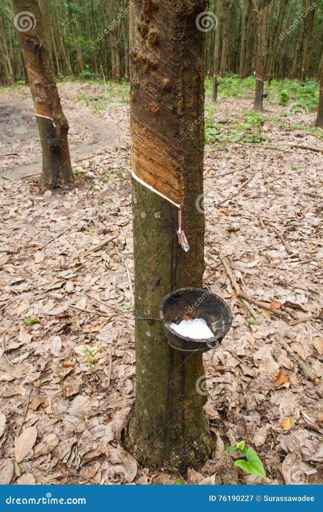 Milk of Rubber Tree Flows into a Wooden Bowl Stock Image - Image of ...