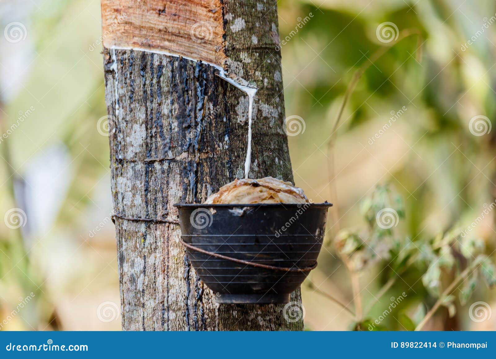 Milk of Rubber Tree Flows into a Wooden Bowl. Stock Photo - Image of ...