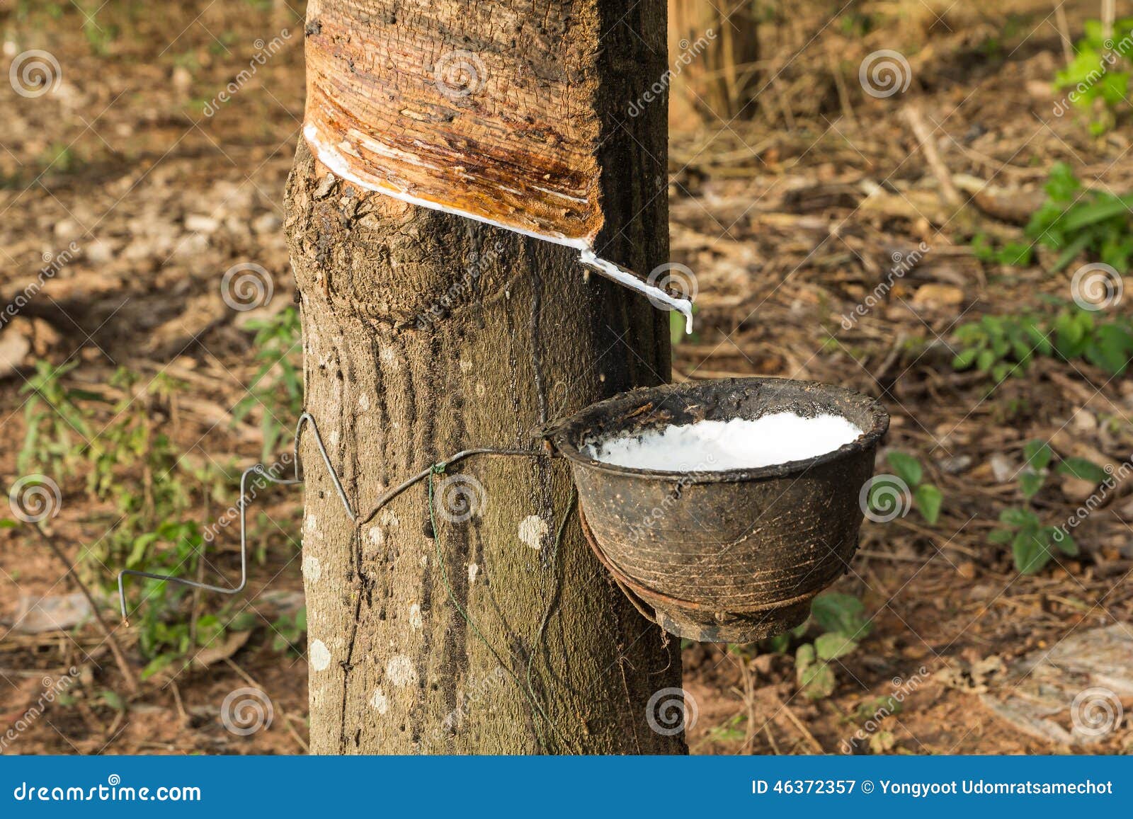 Milk of Rubber Tree Flows into a Wooden Bowl Stock Image - Image of ...
