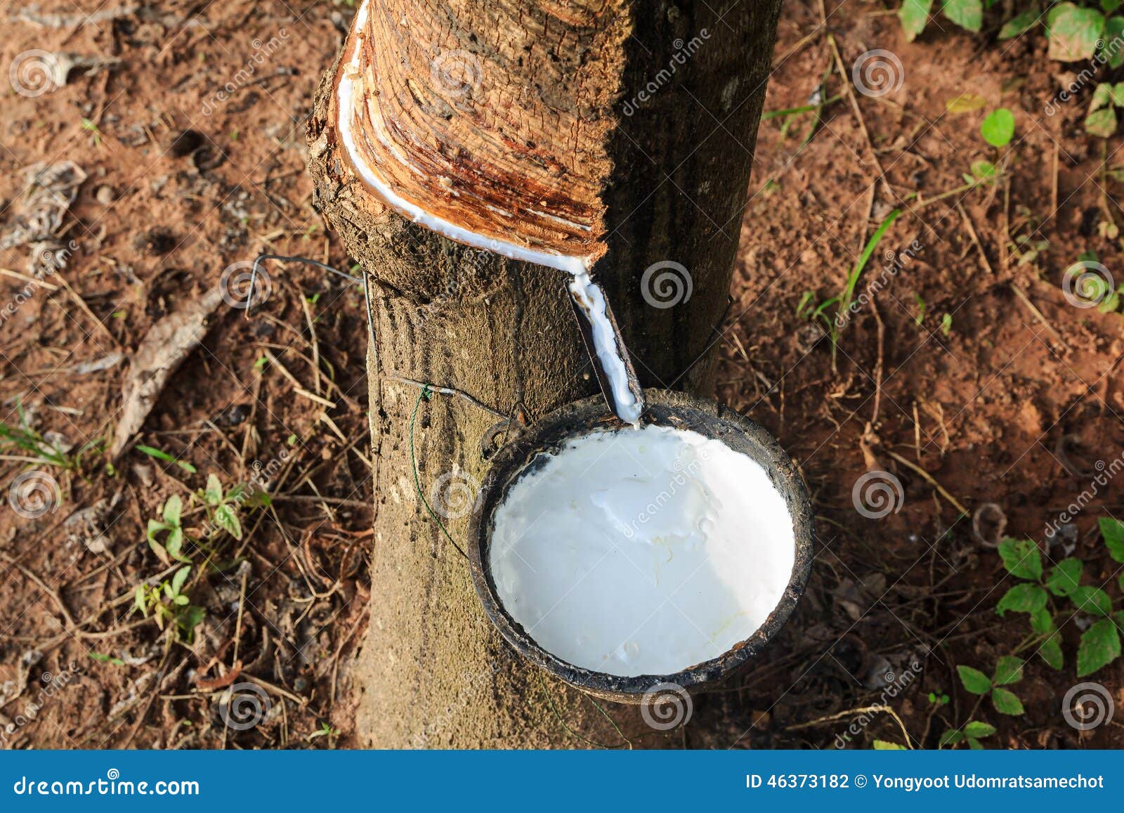 Milk of Rubber Tree Flows into a Wooden Bowl Stock Photo - Image of ...