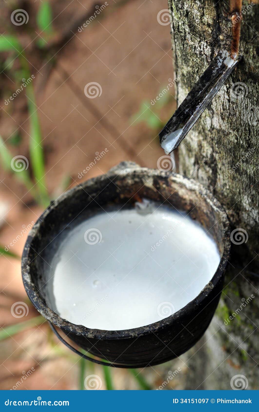 Milk of rubber tree stock image. Image of tree, material - 34151097