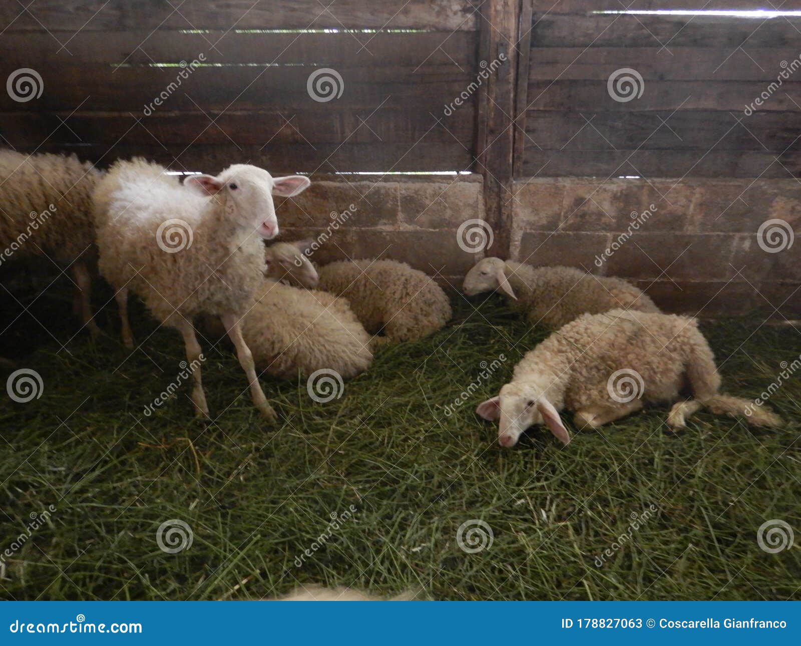Milk sheep in a stable stock image. Image of natural - 178827063