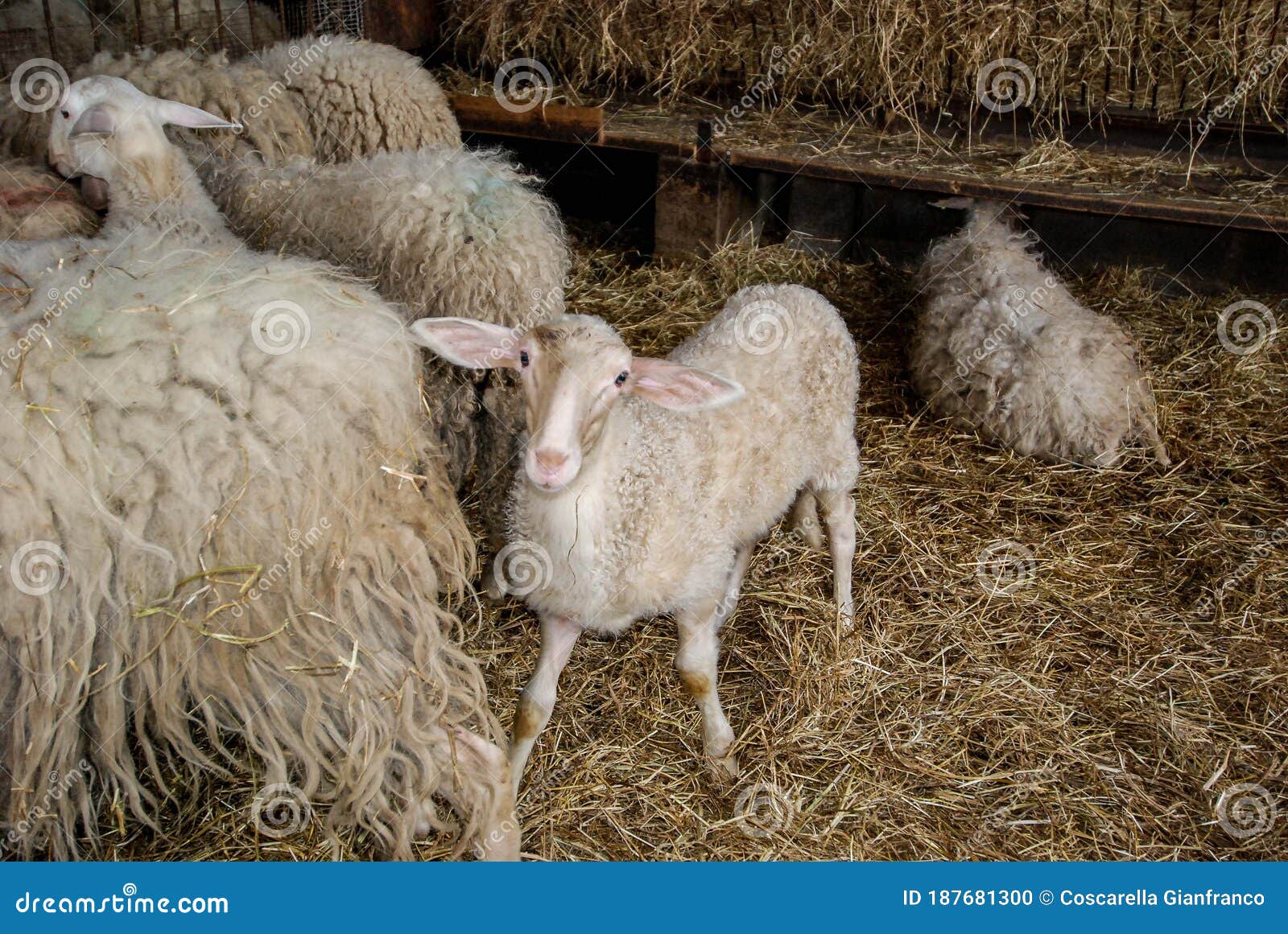 Milk sheep in a stable stock photo. Image of natural - 187681300