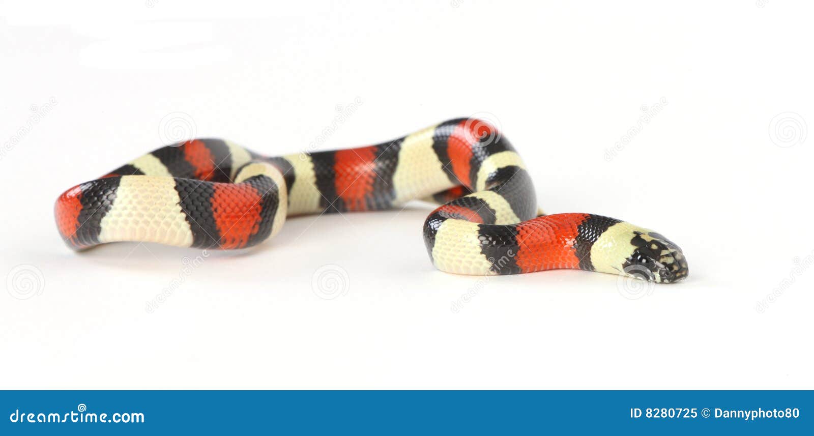 Milk snake stock image. Image of living, skin, snakeskin - 8280725