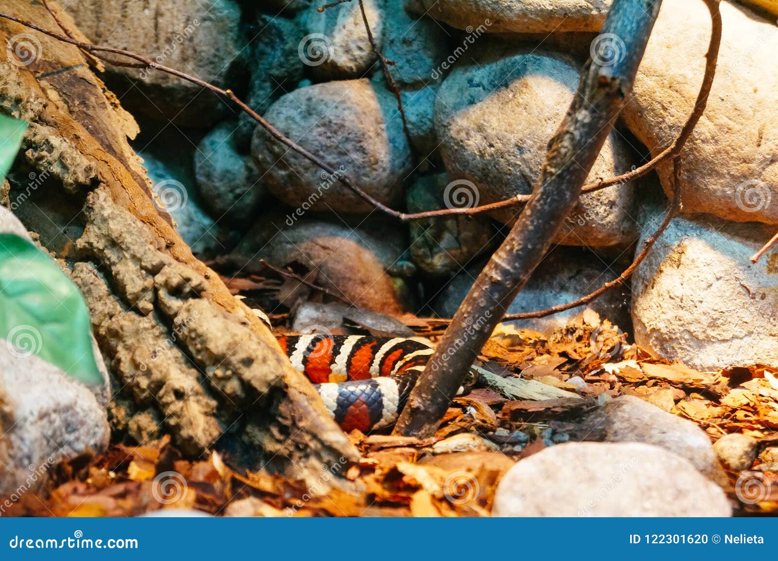 Milk Snake in Aquarium Kaliningrad Zoo Stock Photo - Image of scales ...