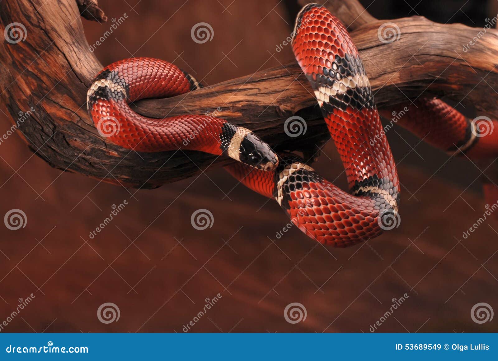 Milk snake on the branch stock image. Image of snake - 53689549