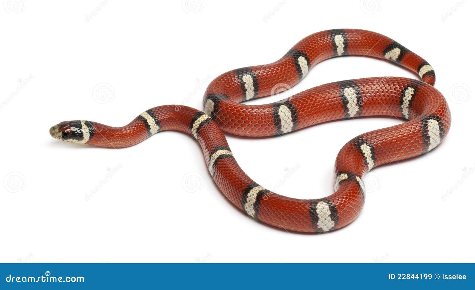 Lampropeltis Triangulum, Commonly Known As The Milk Snake Or Milksnake ...