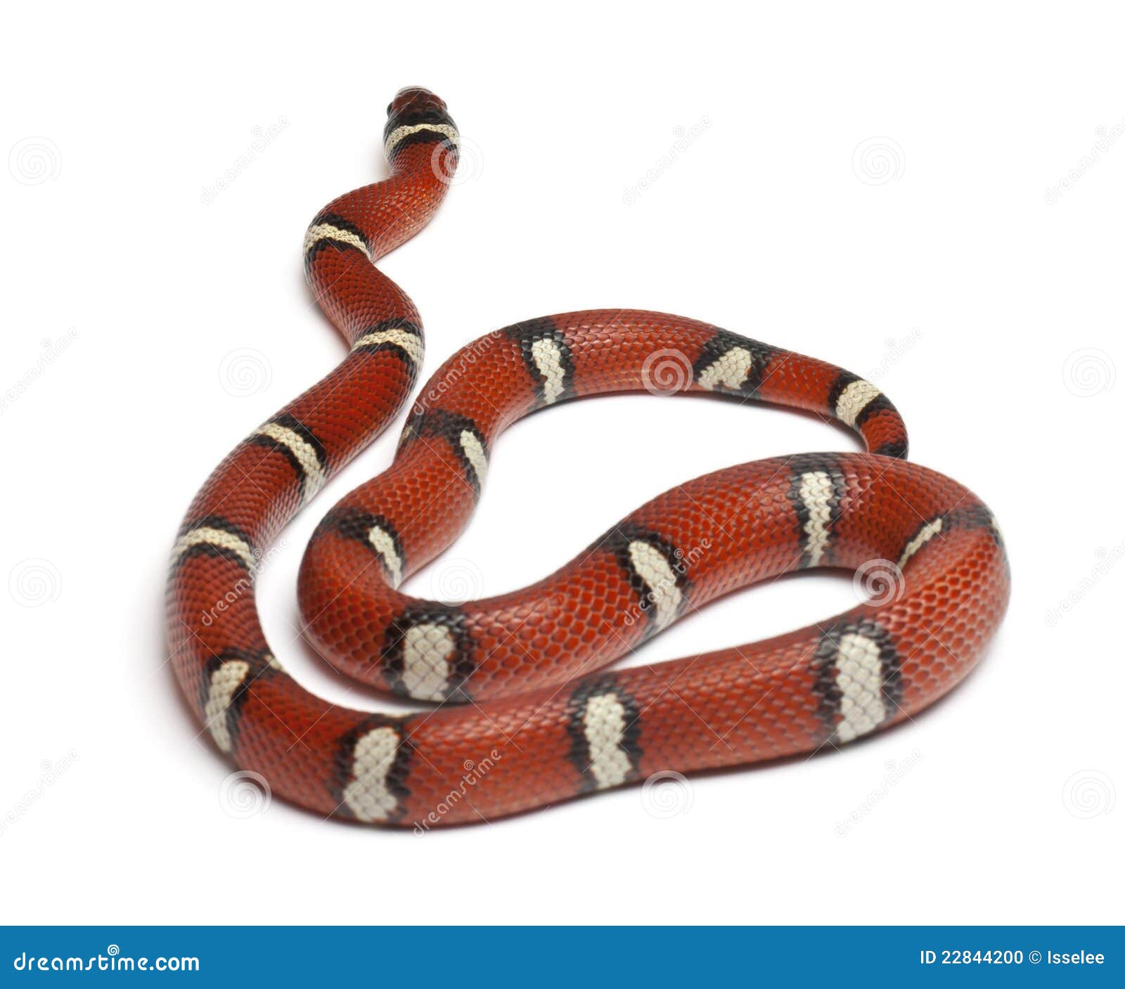 Milk Snake Or Milksnake, Lampropeltis Triangulum Stock Photo - Image of ...